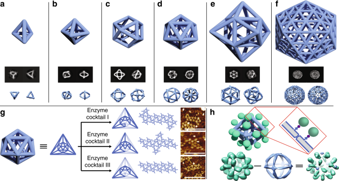 Complex wireframe DNA nanostructures from simple building blocks ...