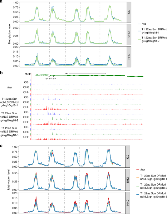 Site-specific manipulation of Arabidopsis loci using CRISPR-Cas9 SunTag ...