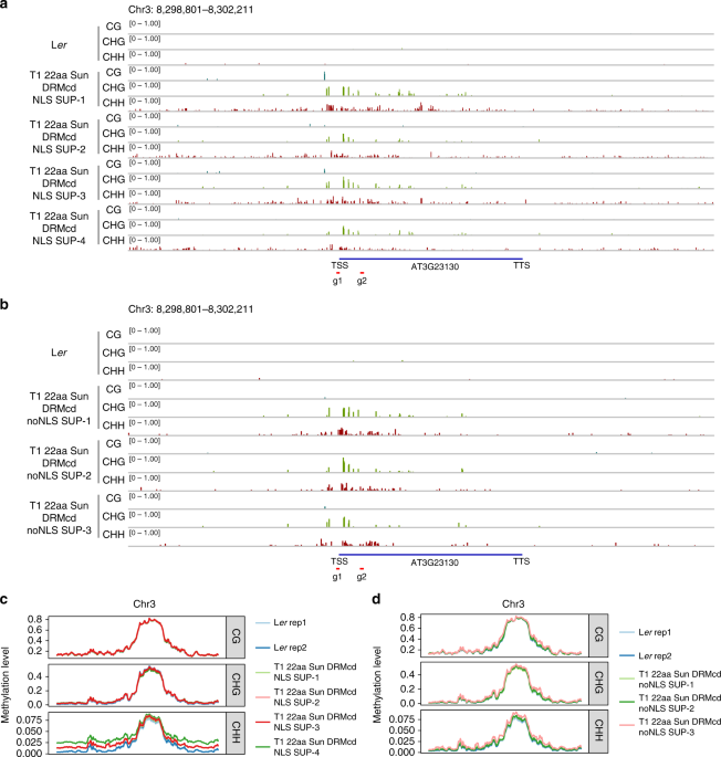 Site-specific manipulation of Arabidopsis loci using CRISPR-Cas9 SunTag ...
