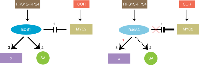 An EDS1 heterodimer signalling surface enforces timely reprogramming of ...