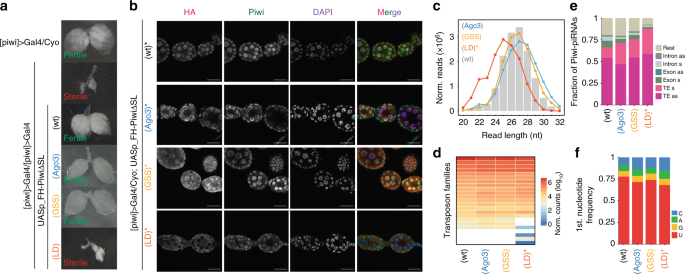 Decoding the 5′ nucleotide bias of PIWI-interacting RNAs | Nature ...