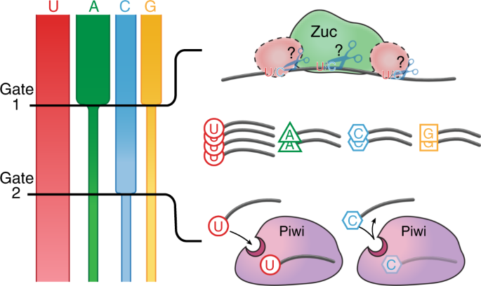 Decoding the 5′ nucleotide bias of PIWI-interacting RNAs | Nature ...