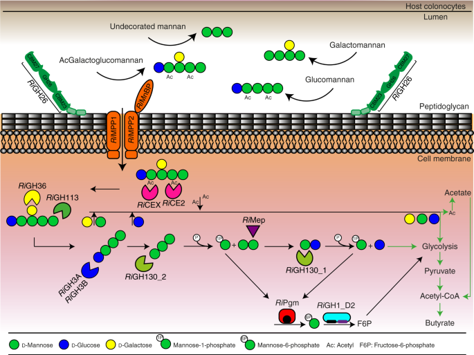 The human gut Firmicute Roseburia intestinalis is a primary degrader of ...