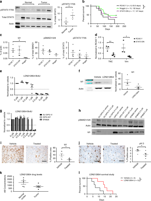 ACVR1 R206H cooperates with H3.1K27M in promoting diffuse intrinsic ...