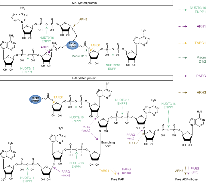 Emerging roles of eraser enzymes in the dynamic control of protein ADP ...