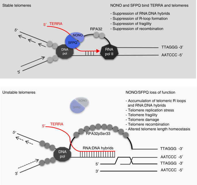 SFPQ and NONO suppress RNA:DNA-hybrid-related telomere instability ...