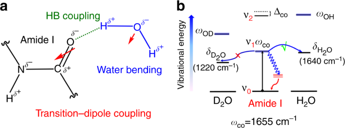Ultrafast energy relaxation dynamics of amide I vibrations coupled with ...