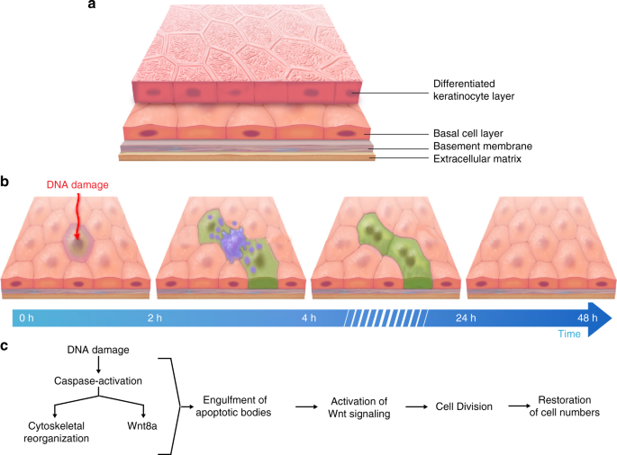 Stem cell proliferation is induced by apoptotic bodies from dying cells ...