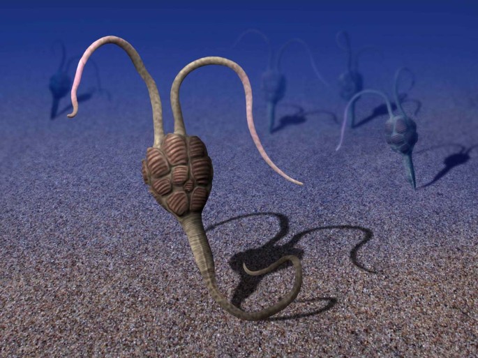 A stem group echinoderm from the basal Cambrian of China and the ...