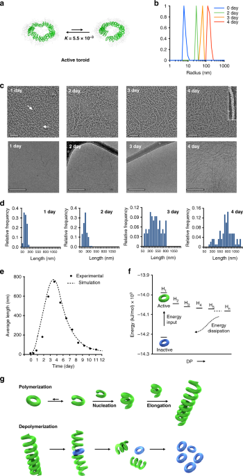 Autonomous helical propagation of active toroids with mechanical action ...