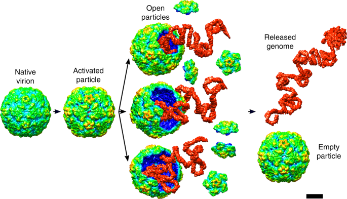 Enterovirus particles expel capsid pentamers to enable genome release ...