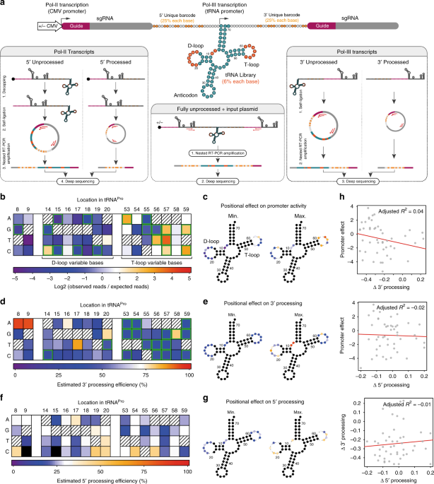 Decoupling tRNA promoter and processing activities enables specific Pol ...