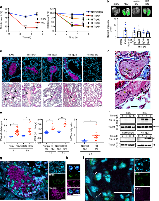 Neutrophil activation and NETosis are the major drivers of thrombosis ...