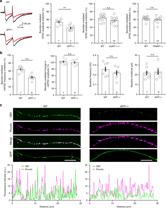 Complex formation of APP with GABA B receptors links axonal trafficking ...