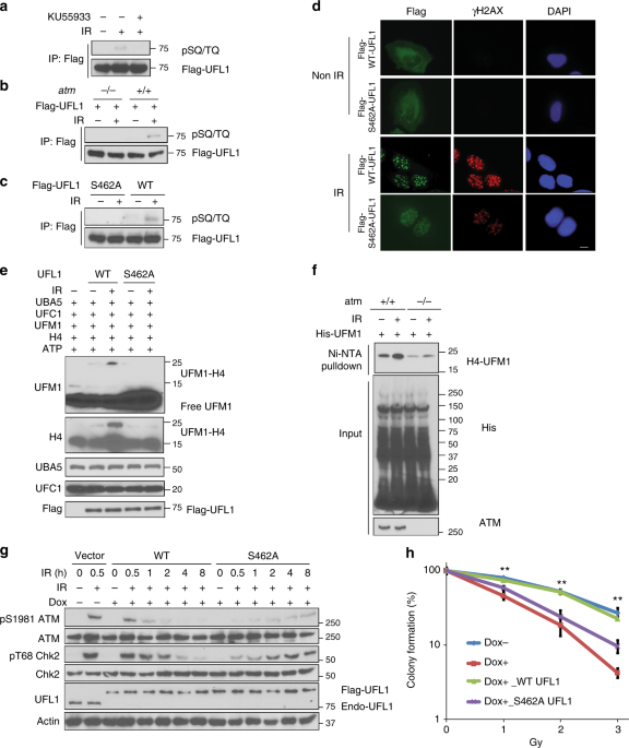 UFL1 promotes histone H4 ufmylation and ATM activation | Nature ...