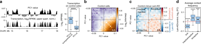 Nuclear lamina integrity is required for proper spatial organization of ...