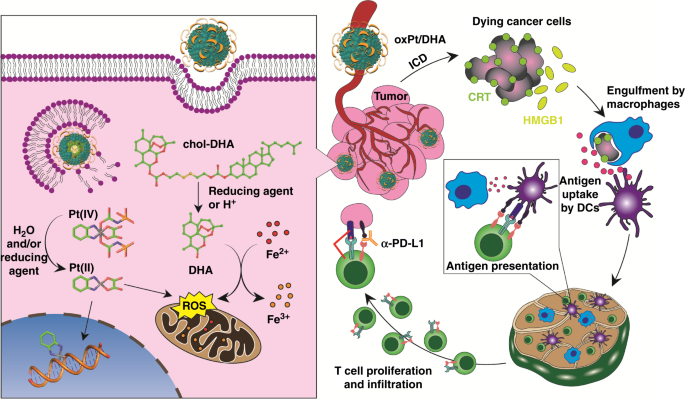 Immunostimulatory nanomedicines synergize with checkpoint blockade ...
