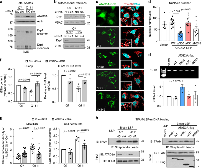 ATAD3A oligomerization causes neurodegeneration by coupling ...