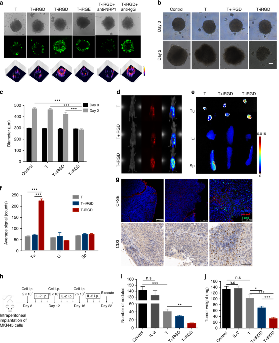 iRGD synergizes with PD-1 knockout immunotherapy by enhancing ...