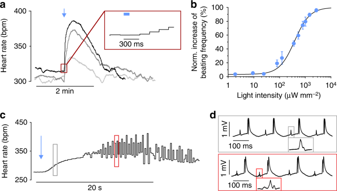 Optogenetic stimulation of G s -signaling in the heart with high spatio ...
