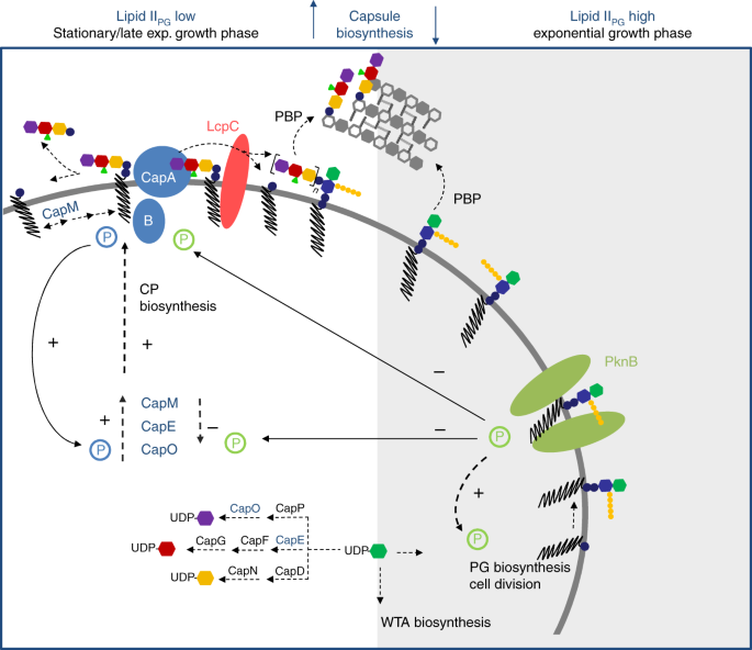 Coordination of capsule assembly and cell wall biosynthesis in ...