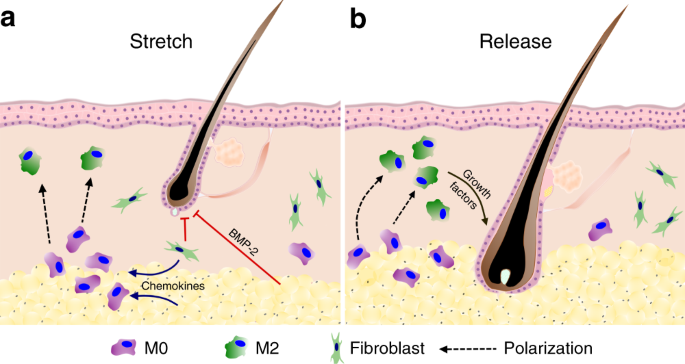 Mechanical stretch induces hair regeneration through the alternative ...