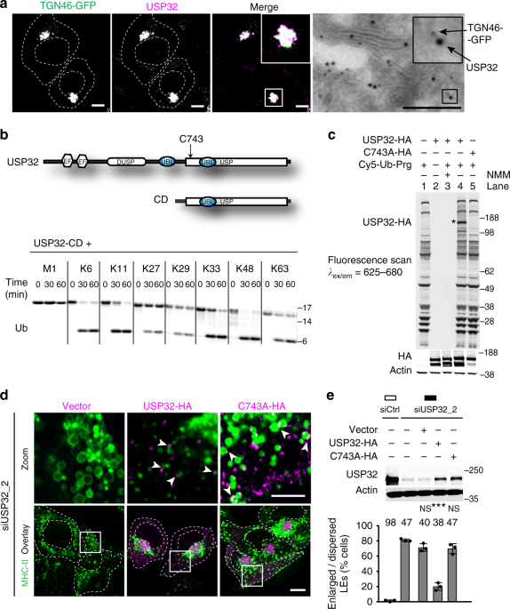 USP32 regulates late endosomal transport and recycling through ...