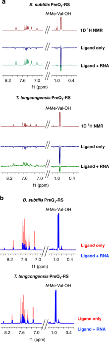 Synthetic ligands for PreQ 1 riboswitches provide structural and ...