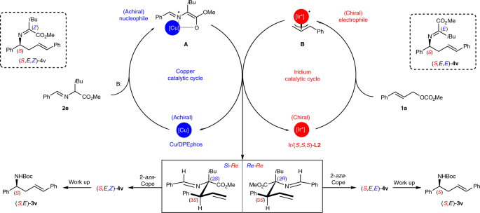 Synergistic catalysis for cascade allylation and 2-aza-cope ...