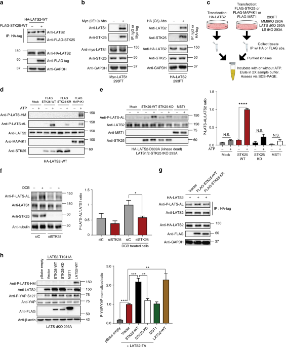 Identification of the kinase STK25 as an upstream activator of LATS ...