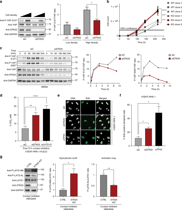 Identification of the kinase STK25 as an upstream activator of LATS ...