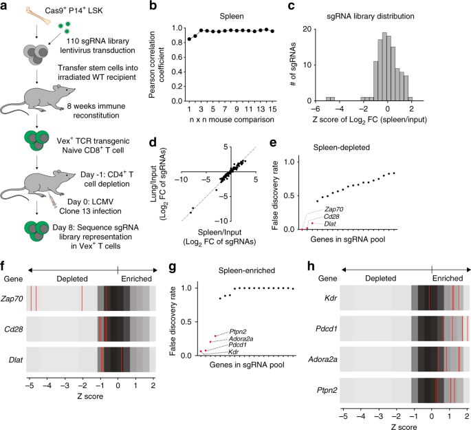 A CRISPR-Cas9 delivery system for in vivo screening of genes in the ...