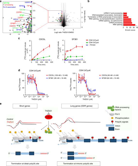 CDK12 loss in cancer cells affects DNA damage response genes through ...