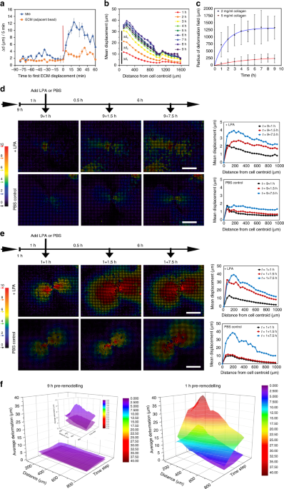Dynamic fibroblast contractions attract remote macrophages in fibrillar ...