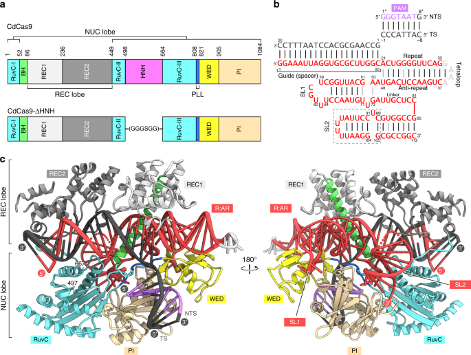 Structural basis for the promiscuous PAM recognition by Corynebacterium ...