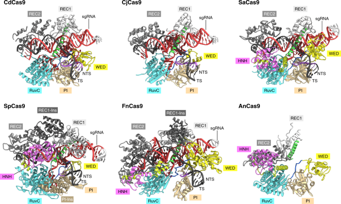 Structural basis for the promiscuous PAM recognition by Corynebacterium ...