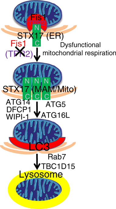 STX17 dynamically regulated by Fis1 induces mitophagy via hierarchical ...
