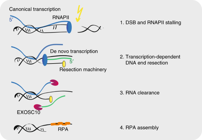 EXOSC10 is required for RPA assembly and controlled DNA end resection ...