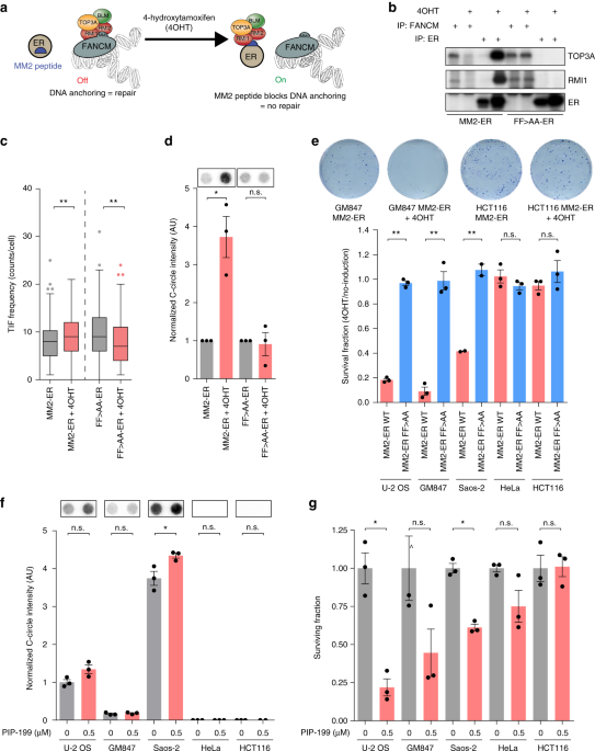 The FANCM-BLM-TOP3A-RMI complex suppresses alternative lengthening of ...