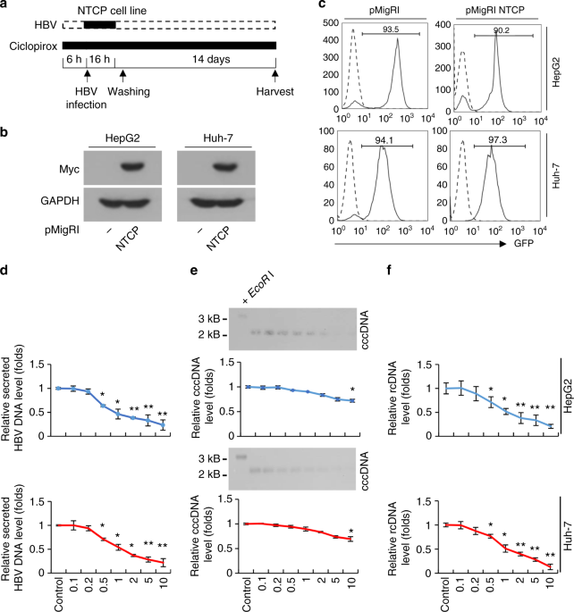 Ciclopirox inhibits Hepatitis B Virus secretion by blocking capsid assembly | Nature Communications