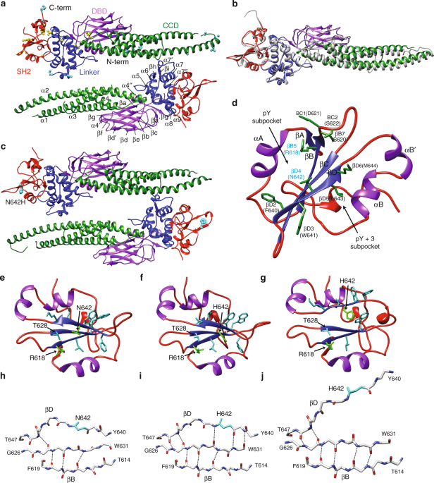 Structural and functional consequences of the STAT5B N642H driver ...