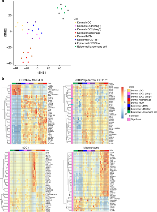 Identification of HIV transmitting CD11c + human epidermal dendritic ...
