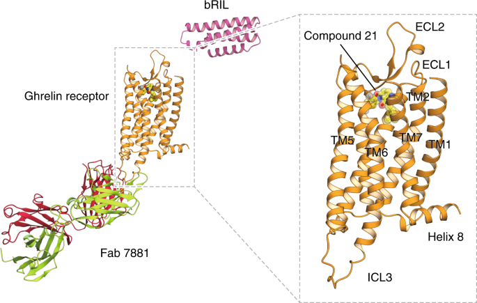Structure of an antagonist-bound ghrelin receptor reveals possible ...