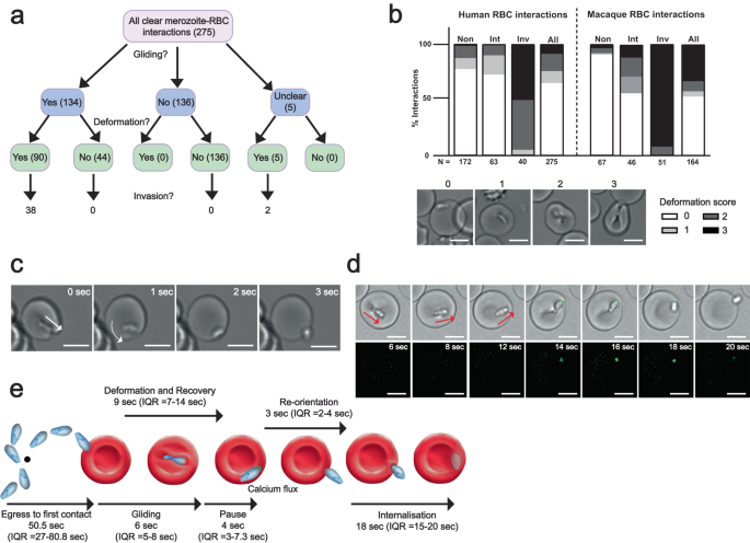 Sequential roles for red blood cell binding proteins enable phased ...