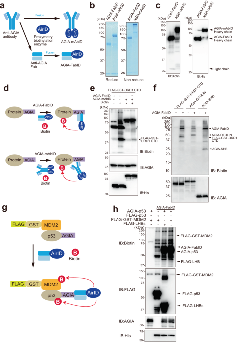 Proximity extracellular protein-protein interaction analysis of EGFR ...