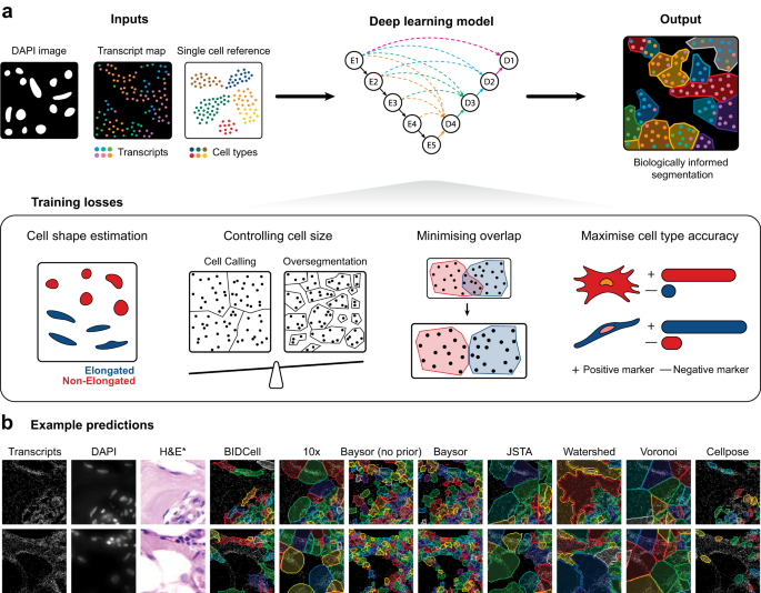 BIDCell: Biologically-informed self-supervised learning for ...