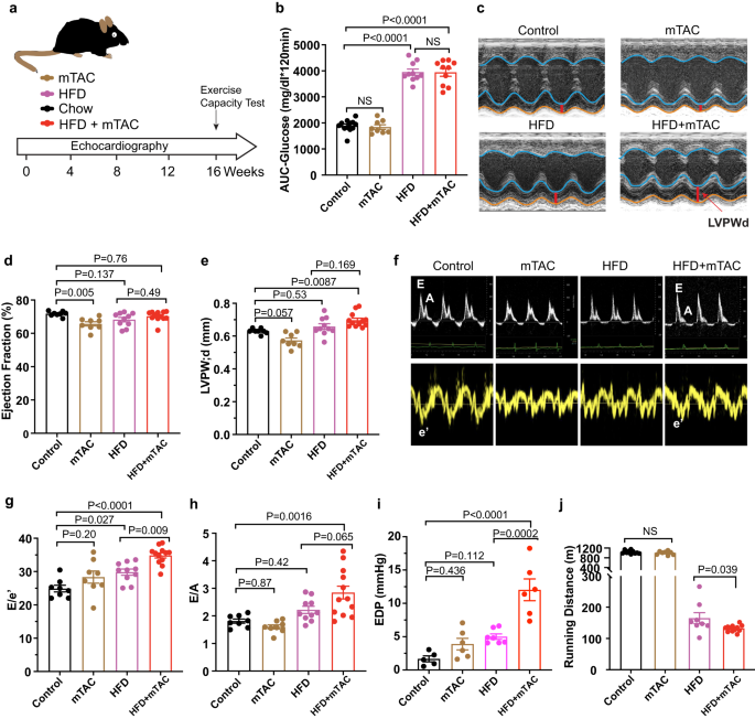 Targeting HDAC6 to treat heart failure with preserved ejection fraction ...