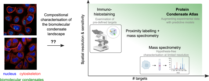 Protein Condensate Atlas from predictive models of heteromolecular ...