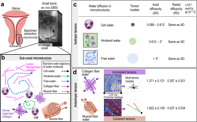 Whole cervix imaging of collagen, muscle, and cellularity in term and ...