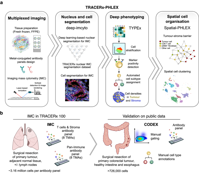 Deep cell phenotyping and spatial analysis of multiplexed imaging with TRACERx-PHLEX | Nature ...